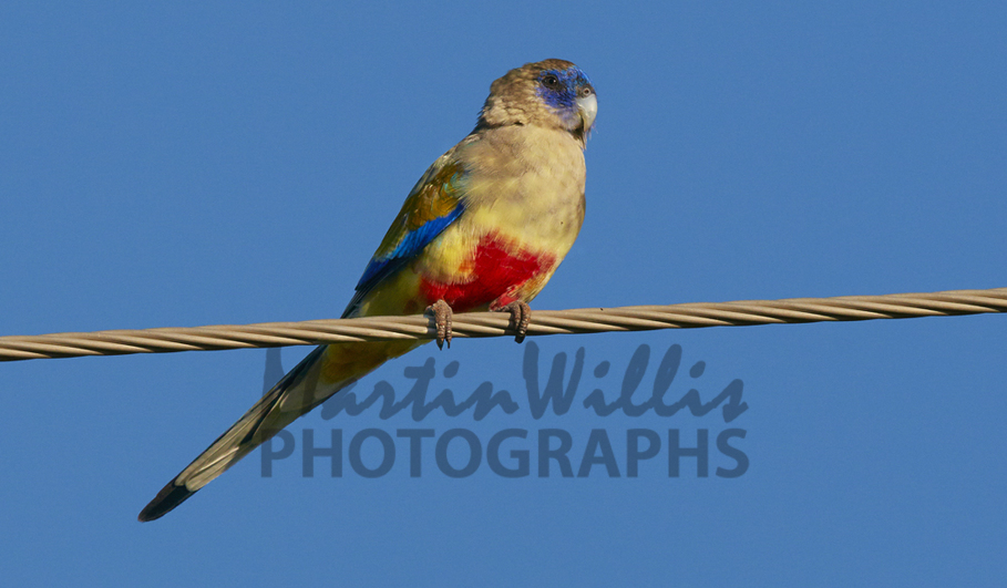 Buy Blue-bonnet Parrot Image Online - Print & Canvas Photos - Martin ...
