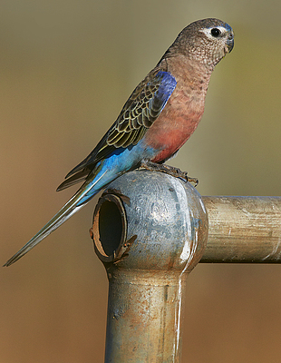 Buy Bourke Parrot Image Online - Print & Canvas Photos - Martin Willis ...