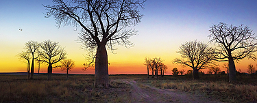 Buy Boab Sunset Image Online - Print & Canvas Photos - Martin Willis ...