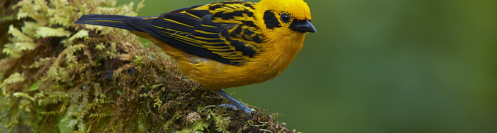 Buy Photos of Tanagers Online - Print & Canvas Images For Sale - Martin ...