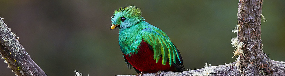 Buy Photos of Trogons & Quetzals Online - Print & Canvas Images For ...