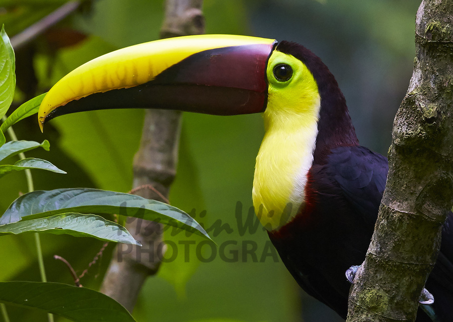 Buy Yellow-throated Toucan Image Online - Print & Canvas Photos ...