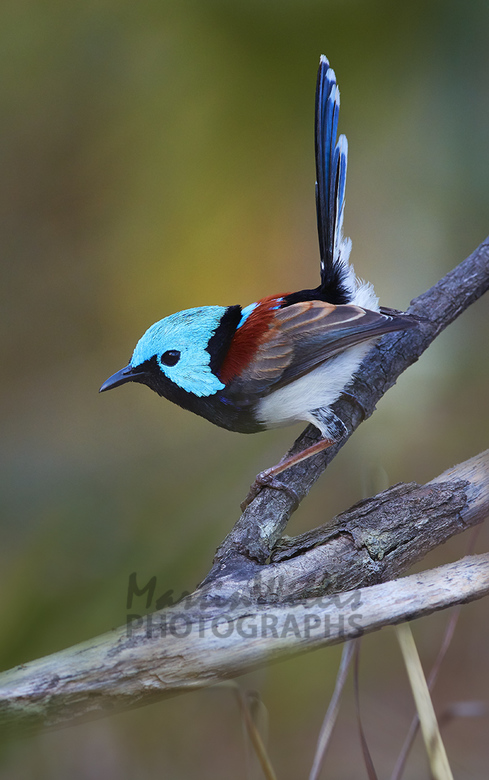 Buy Lovely Fairy-wren Image Online - Print & Canvas Photos - Martin ...