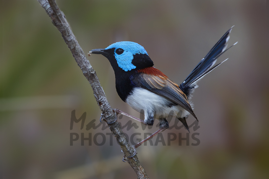 Buy Lovely Fairy-wren Image Online - Print & Canvas Photos - Martin ...