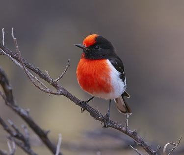 Buy Red-capped Robin Image Online - Print & Canvas Photos - Martin ...