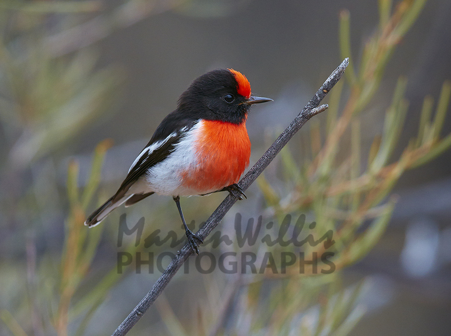 Buy Red-capped Robin Image Online - Print & Canvas Photos - Martin ...