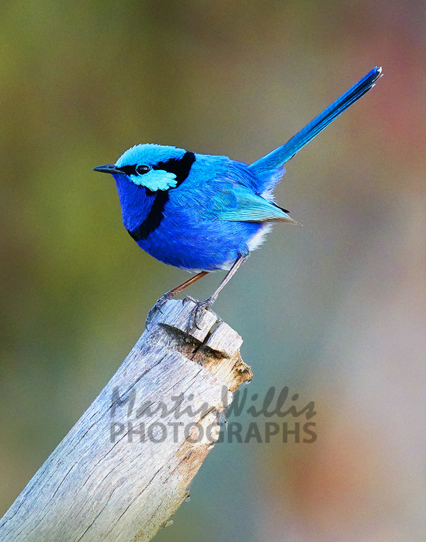Buy Splendid fairywren Image Online - Print & Canvas Photos - Martin ...