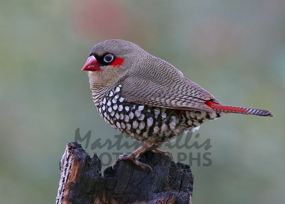 Buy Red-eared Firetail Finch Image Online - Print & Canvas Photos ...