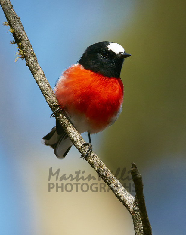 Buy Scarlet Robin Image Online - Print & Canvas Photos - Martin Willis ...