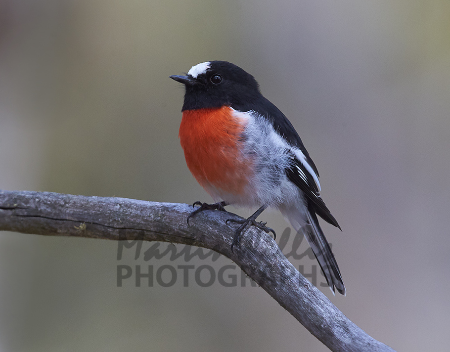 Buy Scarlet Robin Image Online - Print & Canvas Photos - Martin Willis ...