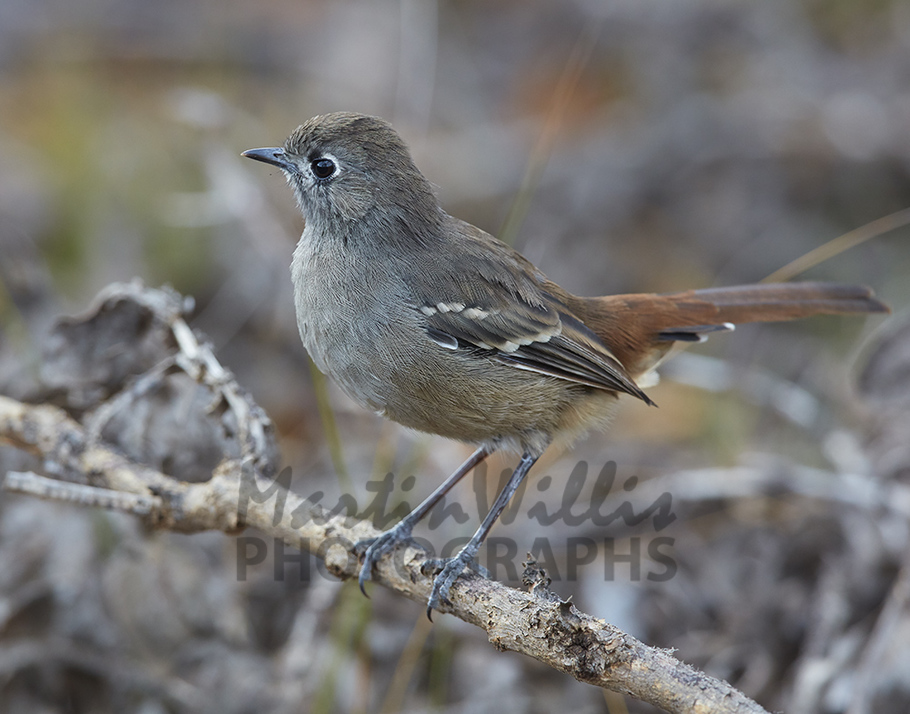 Buy Southern Scrub-robin Image Online - Print & Canvas Photos - Martin ...