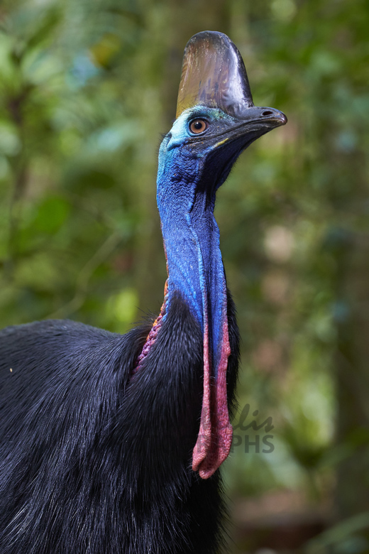 Buy Southern Cassowary Image Online - Print & Canvas Photos - Martin ...