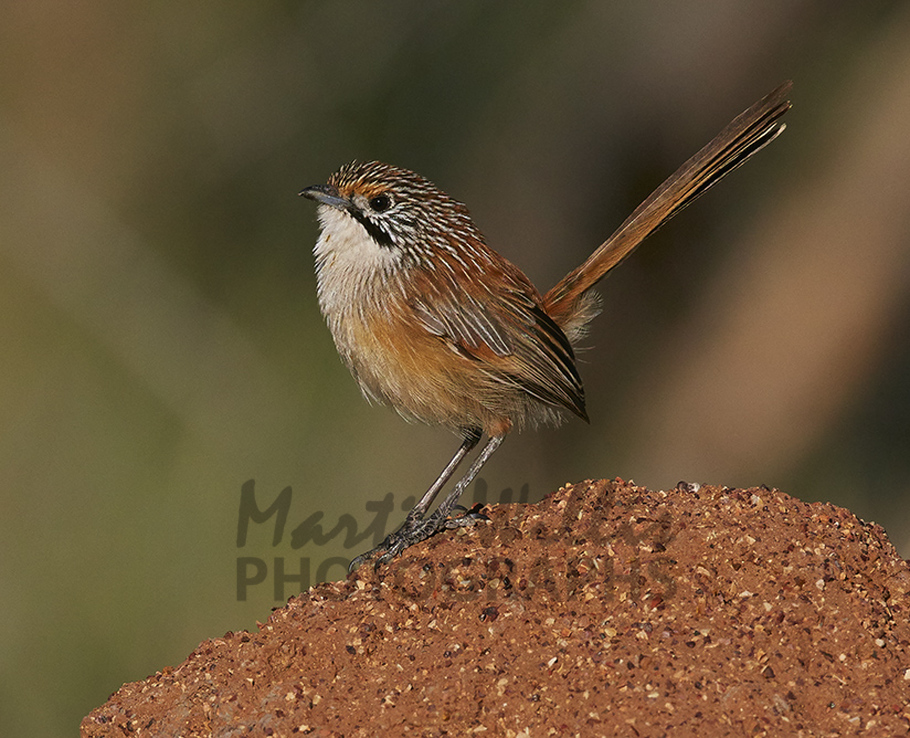 Buy Striated Grasswren (Rusty) Image Online - Print & Canvas Photos ...