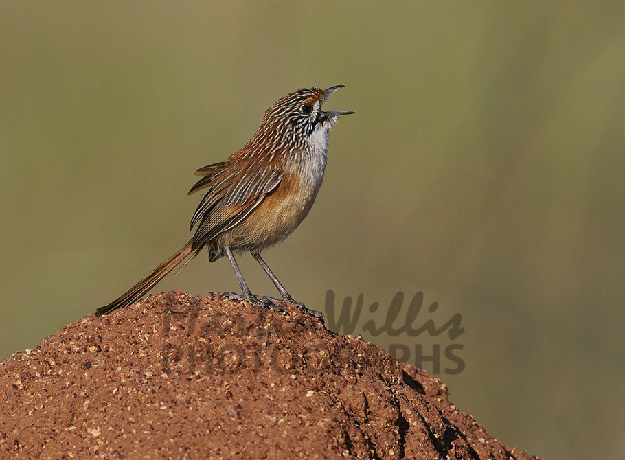 Buy Striated Grasswren (Rusty) Image Online - Print & Canvas Photos ...