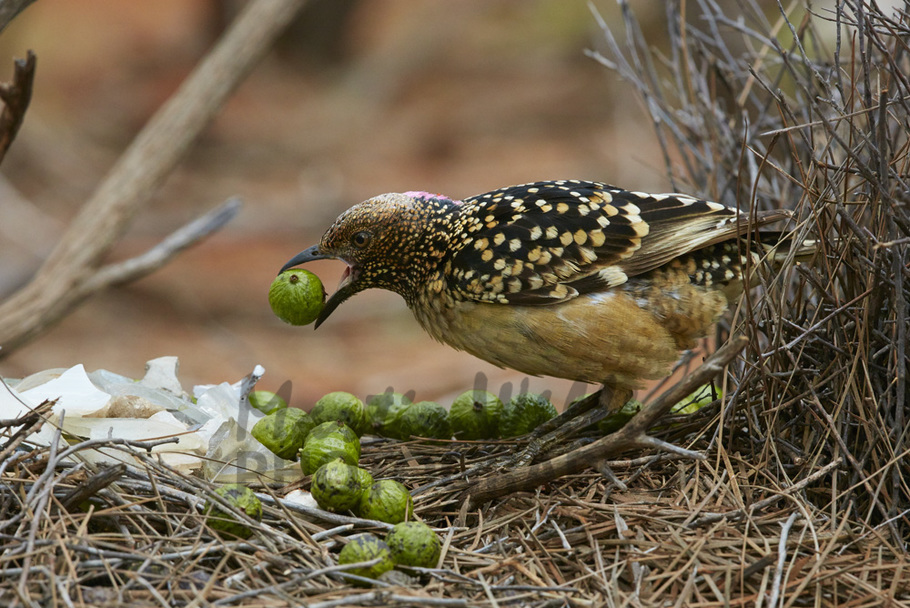 Buy Western Bowerbird - decorating bower Image Online - Print & Canvas ...