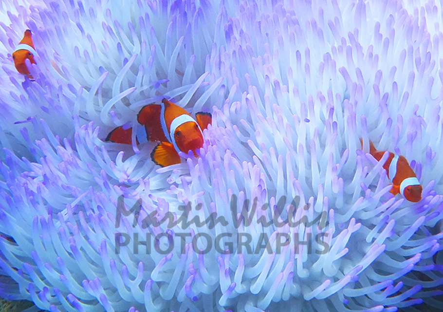 Buy Clown Fish Image Online - Print & Canvas Photos - Martin Willis ...