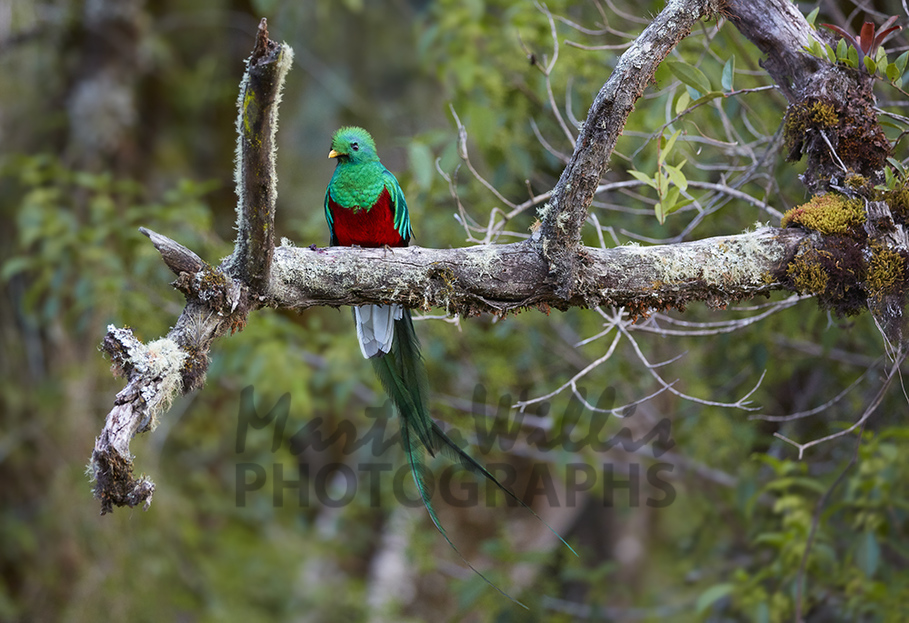 Buy Resplendent Quetzal Image Online - Print & Canvas Photos - Martin ...