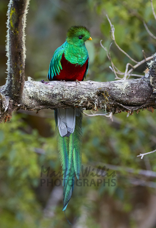 Buy Resplendent Quetzal Image Online - Print & Canvas Photos - Martin ...