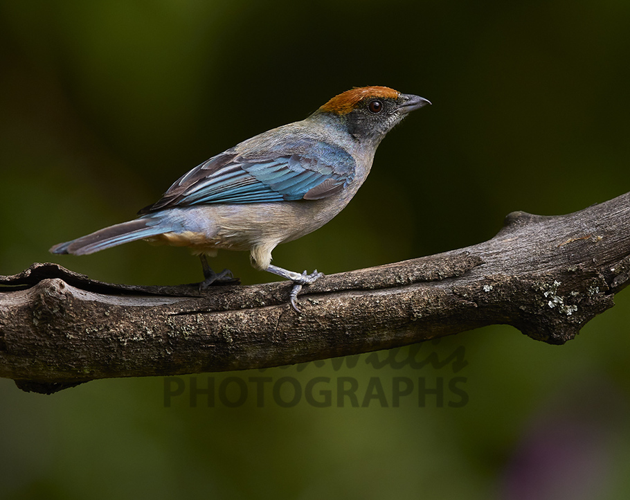 Buy Scrub Tanager Image Online - Print & Canvas Photos - Martin Willis ...