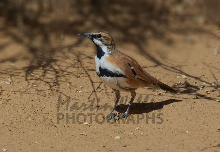 Buy Cinnamon Quail-thrush Image Online - Print & Canvas Photos - Martin ...