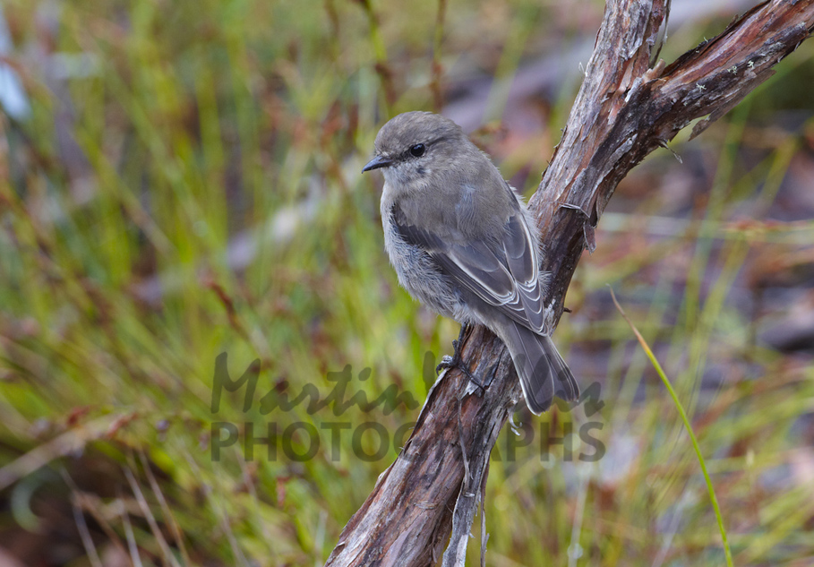 Buy Dusky Robin Image Online - Print & Canvas Photos - Martin Willis ...