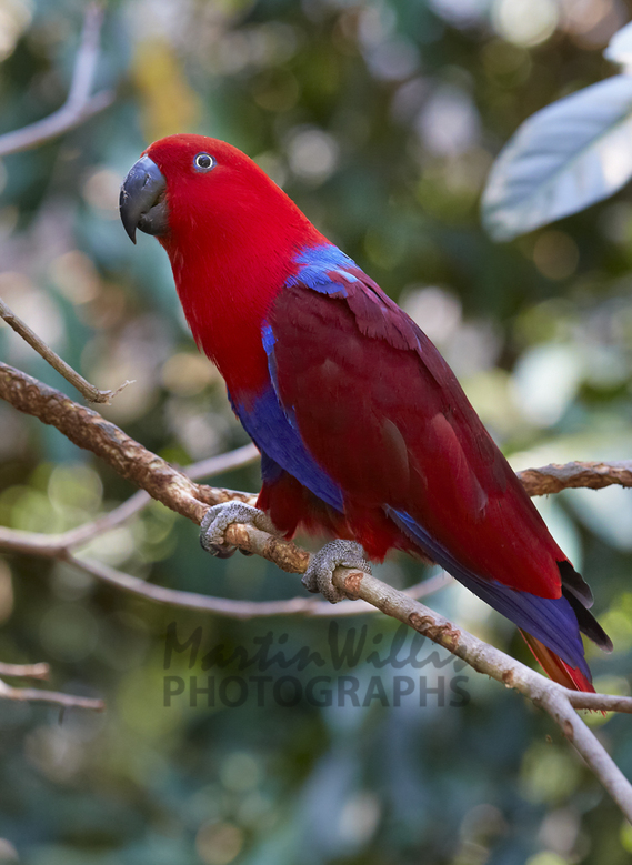 Buy Eclectus Parrot -female Image Online - Print & Canvas Photos ...