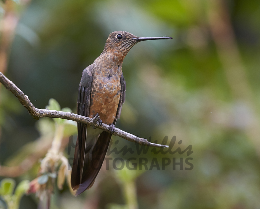 Buy Giant Hummingbird Image Online - Print & Canvas Photos - Martin ...