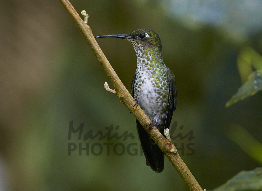 Buy Many-spotted Hummingbird Image Online - Print & Canvas Photos ...