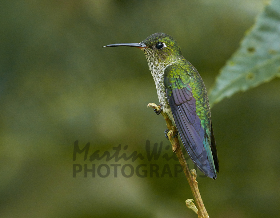 Buy Many-spotted Hummingbird Image Online - Print & Canvas Photos ...