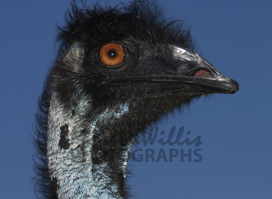 Buy Emu -head Image Online - Print & Canvas Photos - Martin Willis ...