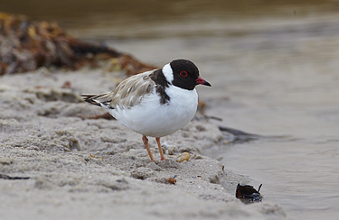 Buy Hooded Plover Image Online - Print & Canvas Photos - Martin Willis ...