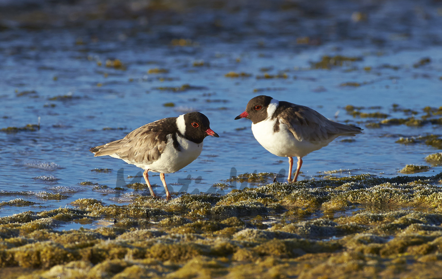 Buy Hooded Plover pair Image Online - Print & Canvas Photos - Martin ...