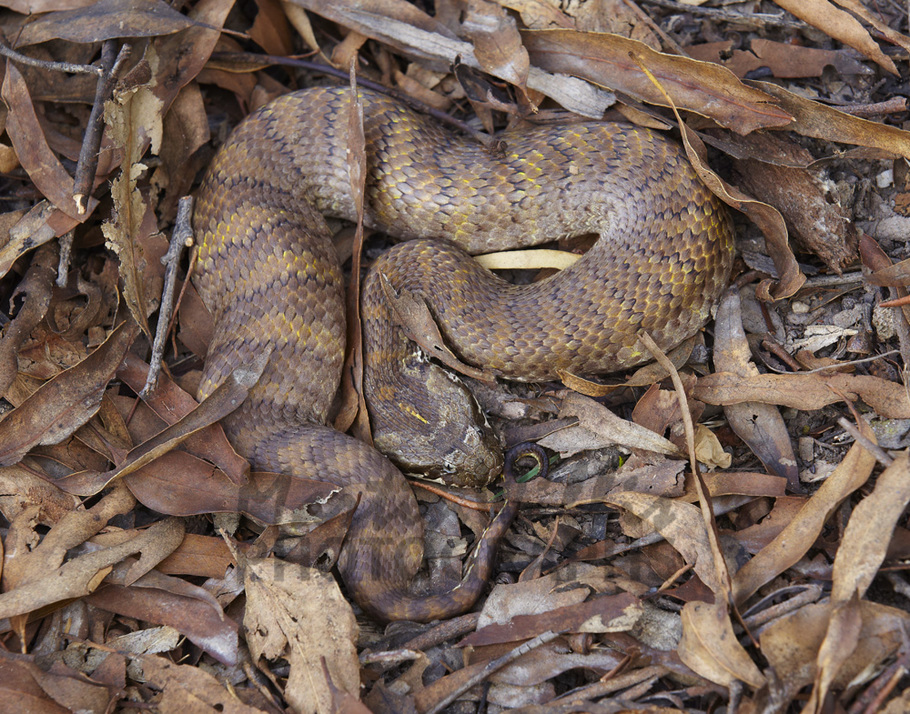 Buy Northern Death Adder Image Online - Print & Canvas Photos - Martin ...