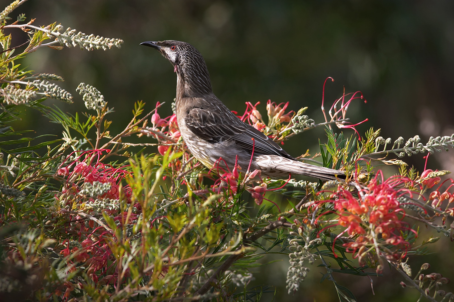 Buy Red Wattlebird Image Online - Print & Canvas Photos - Martin Willis ...