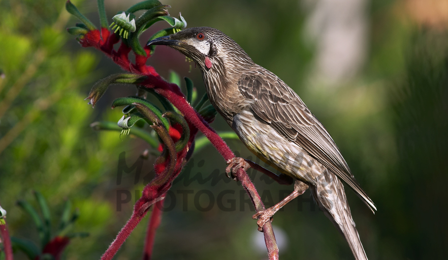 Buy Red Wattlebird Image Online - Print & Canvas Photos - Martin Willis ...