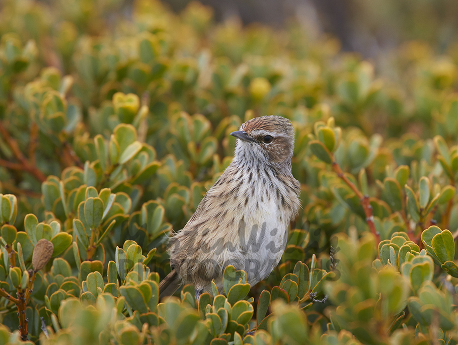 Buy Rufous Fieldwren Image Online - Print & Canvas Photos - Martin ...