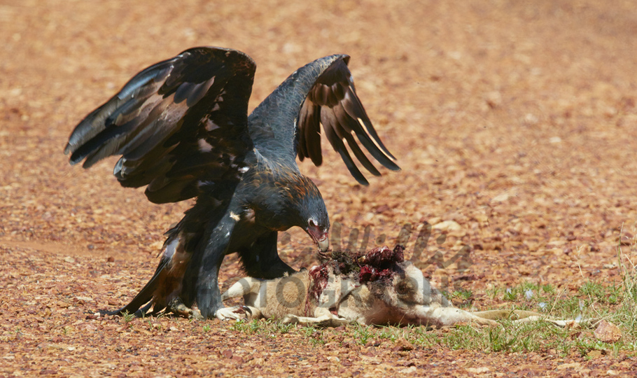 Buy Wedge-tail Eagle on Kangaroo Image Online - Print & Canvas Photos ...