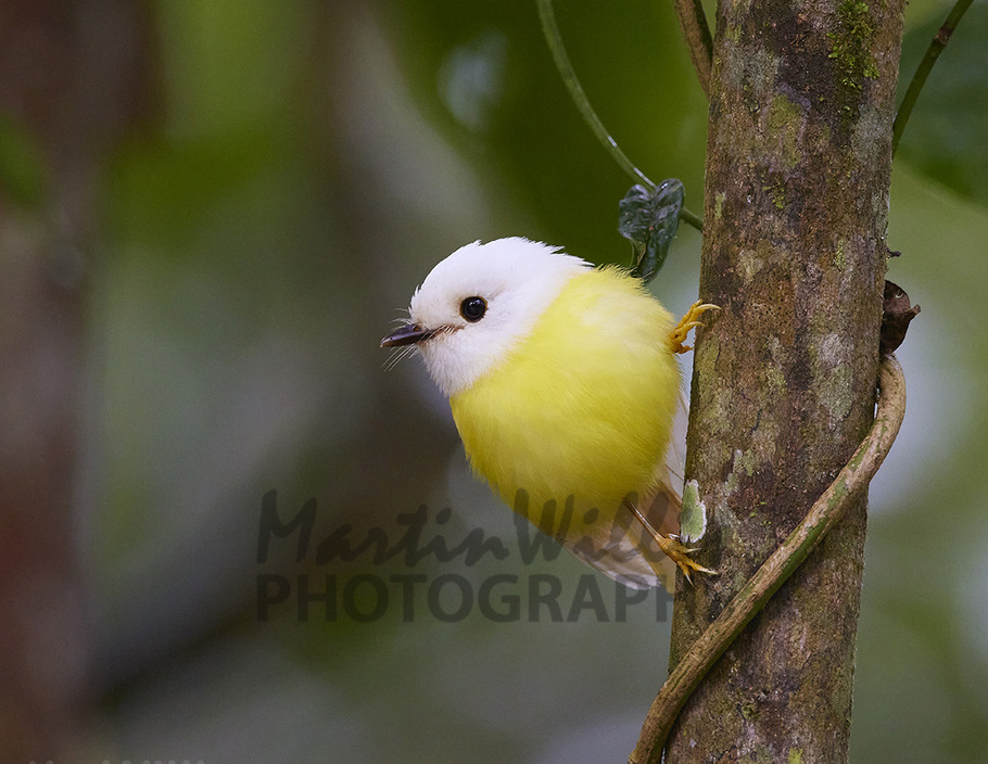 Buy Pale-yellow Robin -leucistic form Image Online - Print & Canvas ...