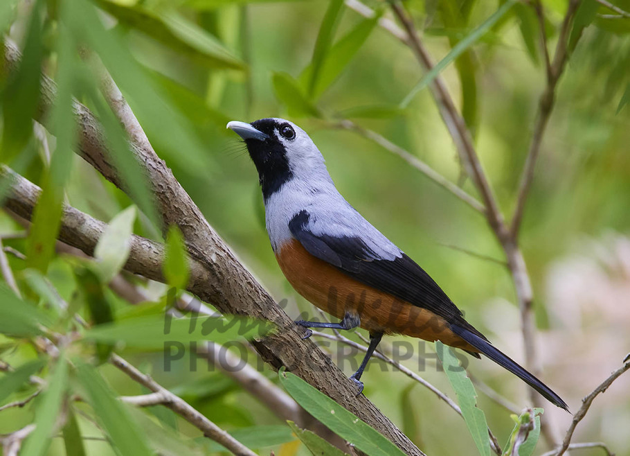 Buy Black-winged Monarch Image Online - Print & Canvas Photos - Martin ...