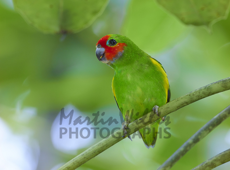 Buy Marshall's Double-eyed Fig Parrot Image Online - Print & Canvas ...