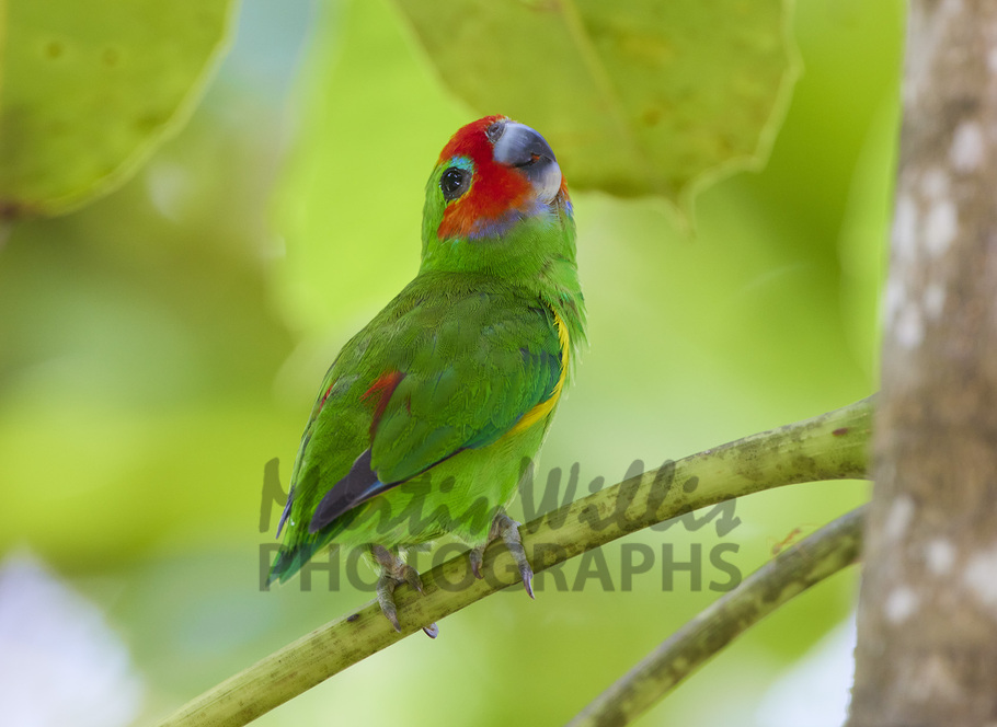 Buy Marshall's Double-eyed Fig Parrot Image Online - Print & Canvas ...