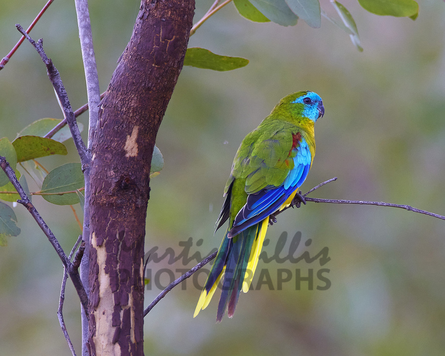 Buy Turquoise Parrot Image Online - Print & Canvas Photos - Martin ...