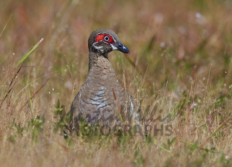 Buy Partridge Pigeon -red faced Image Online - Print & Canvas Photos ...