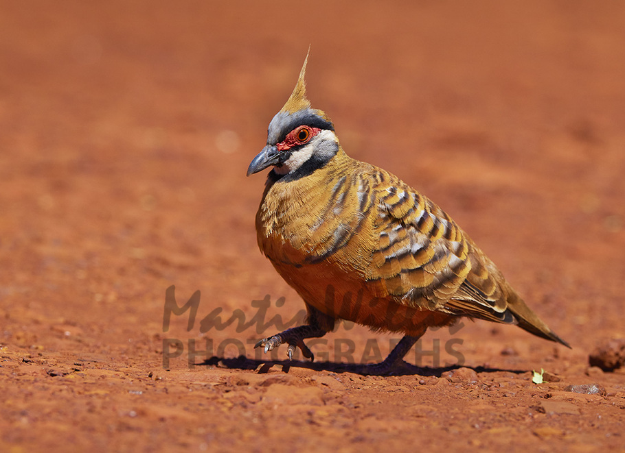Buy Pilbara Spinifex Pigeon Image Online - Print & Canvas Photos ...