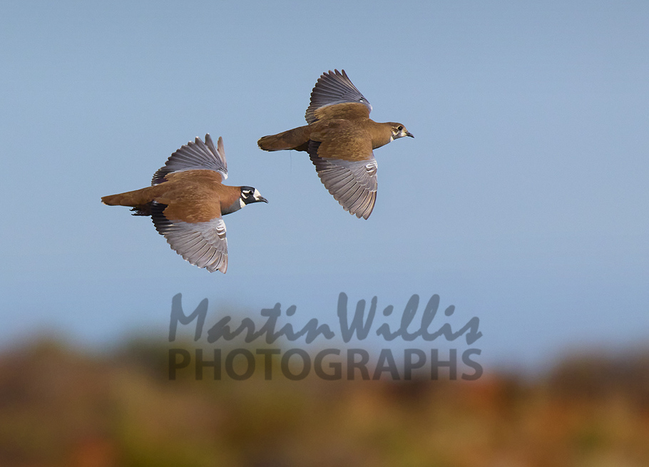 Buy Flock Bronzewing flight Image Online - Print & Canvas Photos ...