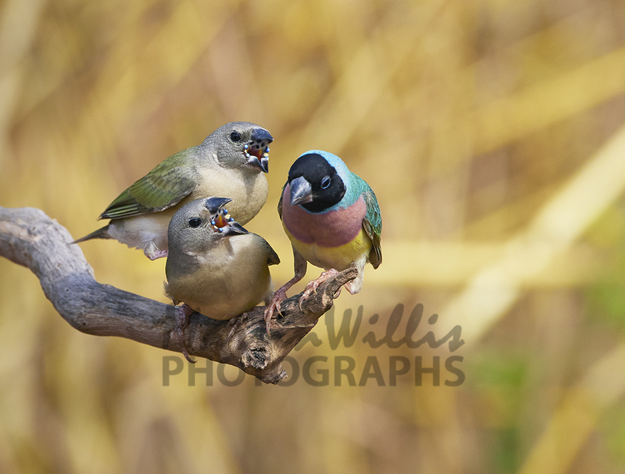 Buy Gouldian Finch with fledglings Image Online - Print & Canvas Photos ...