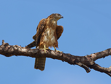 Buy Red Goshawk-female Image Online - Print & Canvas Photos - Martin ...