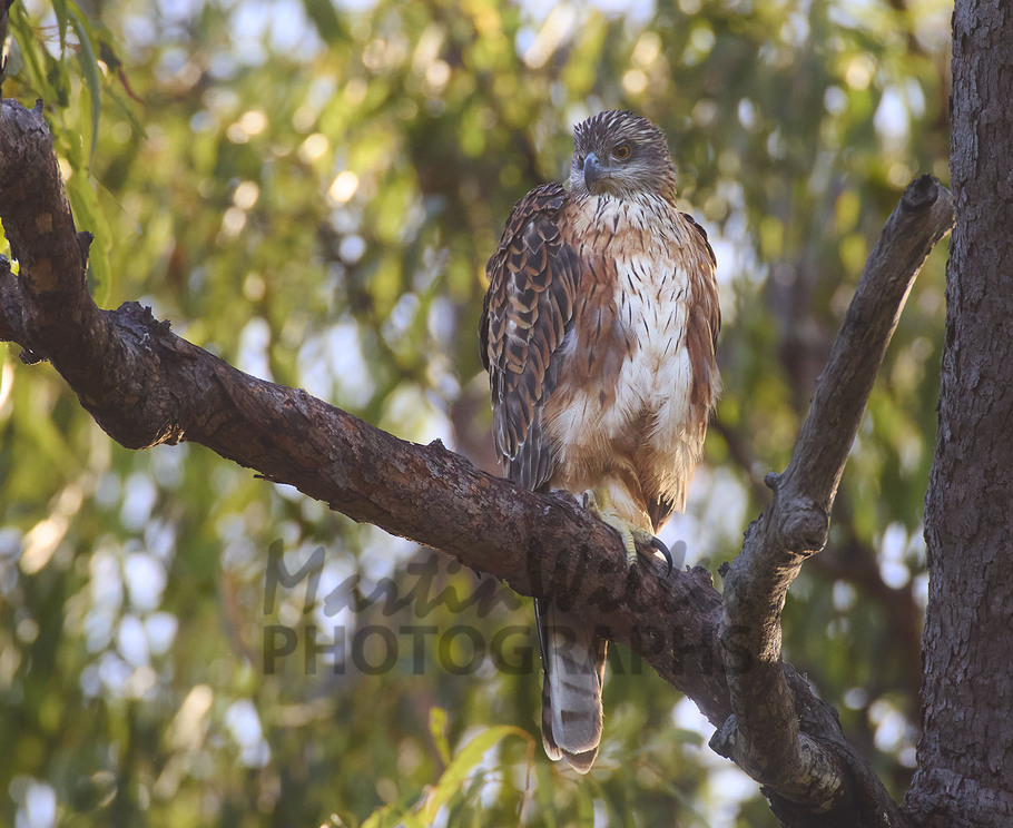Buy Red Goshawk Image Online - Print & Canvas Photos - Martin Willis ...