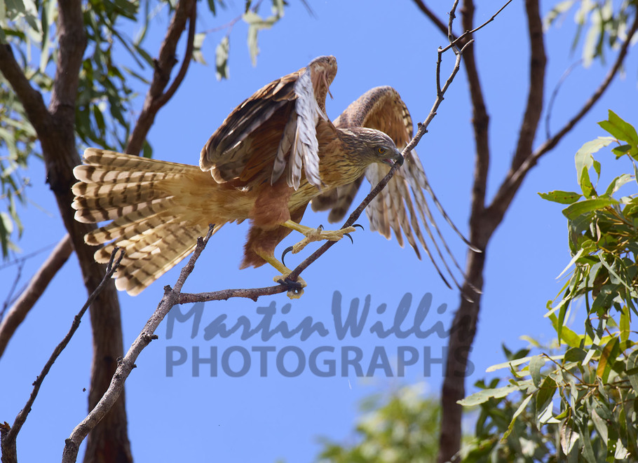 Buy Red Goshawk selecting nesting material Image Online - Print ...