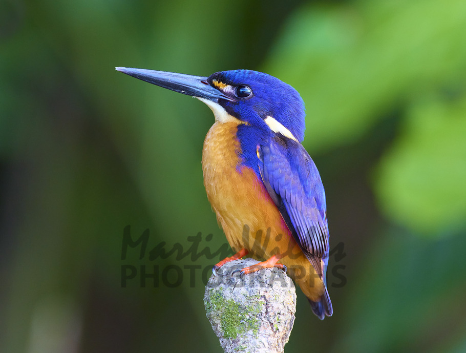Buy Azure Kingfisher Image Online - Print & Canvas Photos - Martin ...